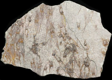 Large 145 Eocrinoid Ascocystites Cluster 37864 For Sale