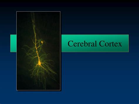 Ppt Introduction To Neuroanatomy Powerpoint Presentation Free