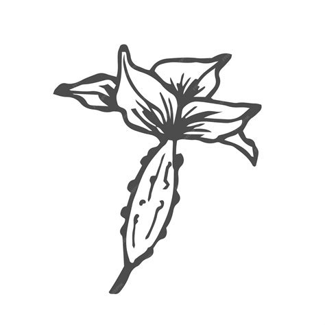 Premium Vector Vector Illustration Of Hand Drawn Small Cucumber