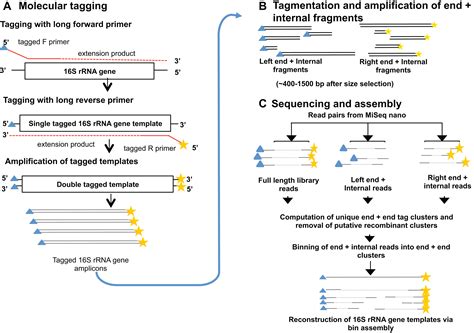 A Method For High Precision Sequencing Of Near Full Length 16S RRNA Genes On An Illumina MiSeq