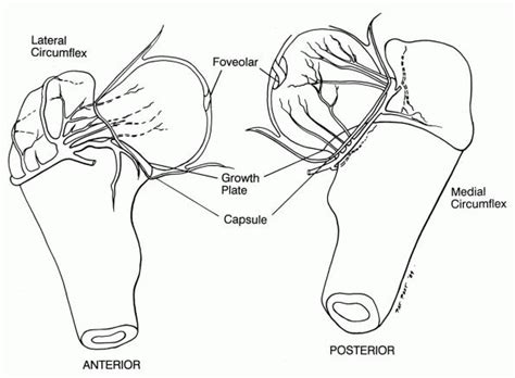 Pip Joint Dislocations Teachme Orthopedics