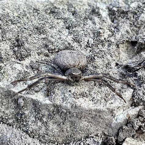 Xysticus Bugguide Net