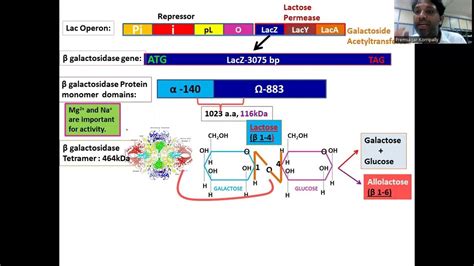 Beta Galactosidase Reporter Gene Lacz Lac Operon Puc18 Alpha