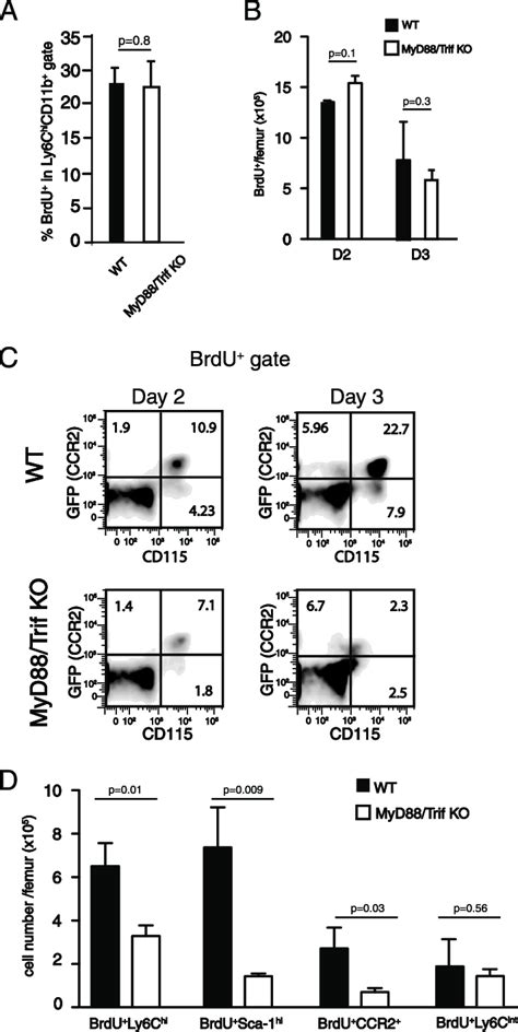 Monocyte Proliferation In The Absence Of Tlr Signaling Wild Type Wt