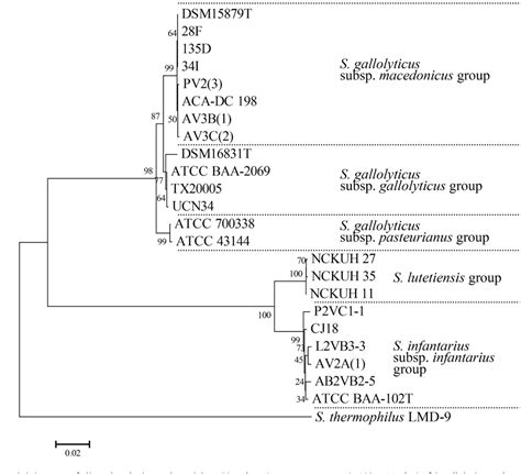 Streptococcus Equinus Semantic Scholar