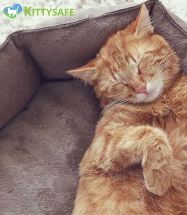 How Much Space Does A Cat Need Tips For Happy Cats