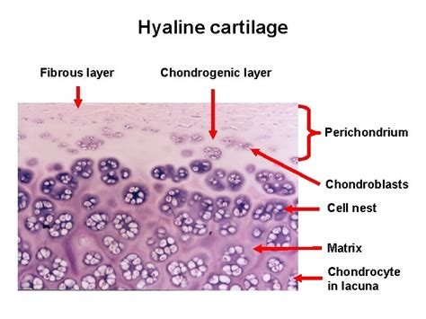 Histology Of Cartilage Introduction Modified Solid Type Of