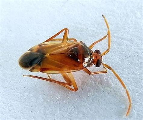 Florida True Bug For ID BugGuide Net