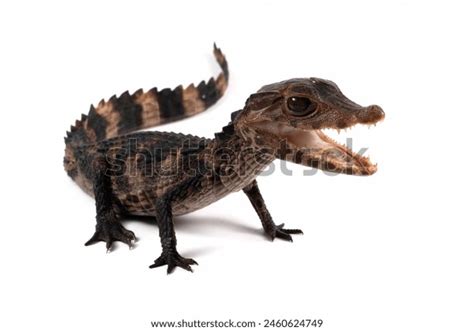Cuviers Dwarf Caiman Paleosuchus Palpebrosus Closeup Stock Photo 2460624749 | Shutterstock
