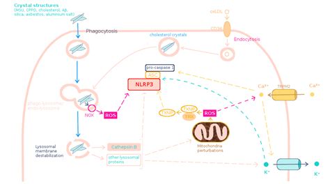 Nlrp3 Inflammasome Activation By Crystal Structures — Département De