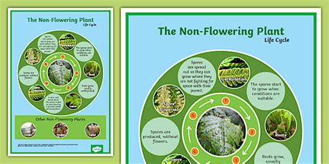Non Flowering Plant Life Cycle Display Poster