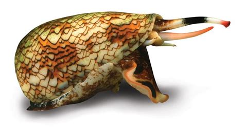 Textile Cone Snail Sawan Books