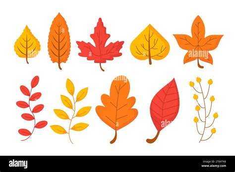 Set Of Orange Leaves Vector Concept Stock Vector Image And Art Alamy