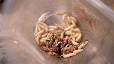 Group Of Larvae Of White Worms Crawls In A Plastic Cup In The Rays Of