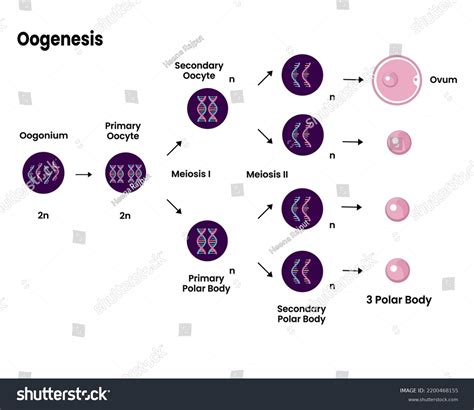 Structure Oogenesis Diagram Process Cell Division Stock Vector Royalty Free 2200468155