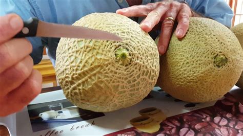Freshwithgary How To Know When A Melon Is Ripe Youtube