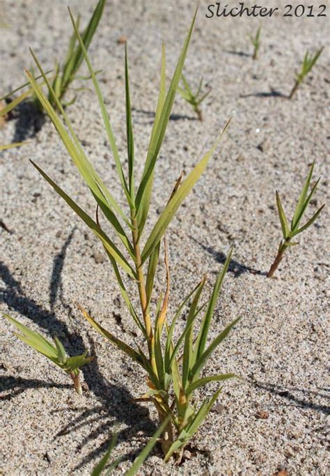 Alkaline Grass Coastal Saltgrass Inland Saltgrass Saltgrass