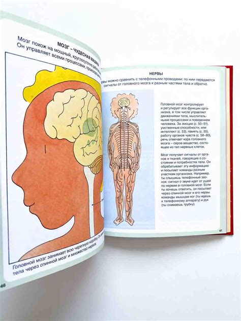 Тело человека Vilki Books