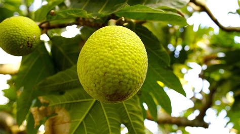 Hawaiian Breadfruit Could Hold A Key To Devastated Lahainas Future