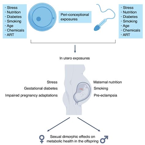 Factors That Influence The Intergenerational Inheritance Of Metabolic