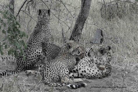 Cheetah Ecosystem Hotspots