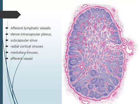 Lymphatic System Lymph Nodes And Spleen Pptx