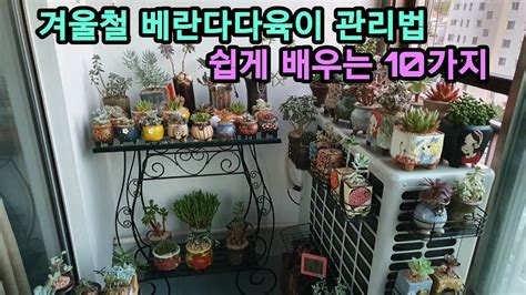 다육이 겨울철 베란다다육이 관리법 쉽게 배우는 가지 YouTube