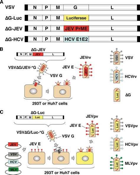 Schematic Representation Of The Genome Structures And Production Of