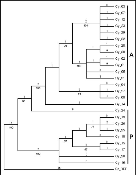 Maximum Parsimony Mp Tree For 25 Cytochrome B Haplotypes Of Caiman Download Scientific