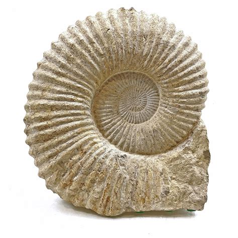 Lot 13in Cast Concrete Ammonite Fossil