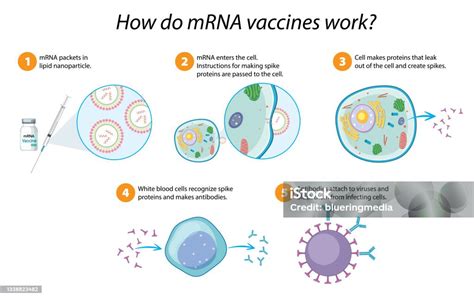 How Mrna Vaccines Work Diagram Stock Illustration Download Image Now