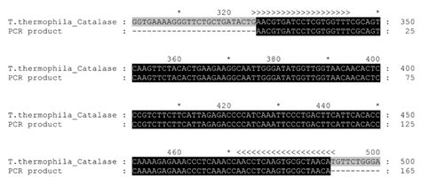 a nucleotide sequence alignment of the t thermophila catalase sequence