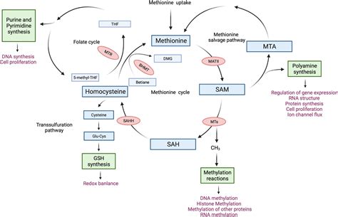 Methionine Cycle Metabolism Analysis Mtoz Biolabs