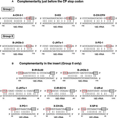 Sequence Complementarities Between The Cp Crp Sequences And The 18s