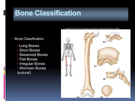 introduction of bones types structure ppt