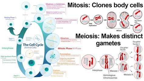 Cell Cycle Meiosis Diagram