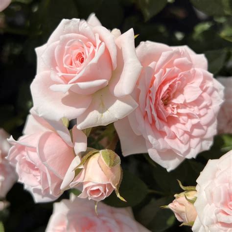 Special Friend Rose Blush Pink Patio Rose The Fragrant Rose Company
