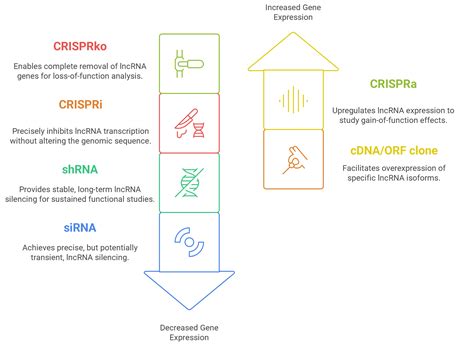 decoding long non coding rnas emerging tools and technologies in
