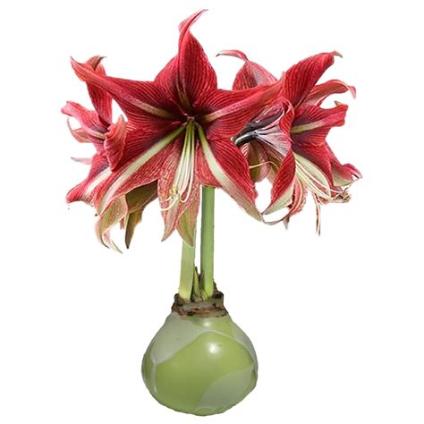 Green Wax White Splatter Ruby Star Amaryllisflowerbulbs