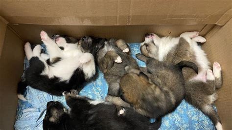 Какая то тварь снова выкинула щенков на помойку Youtube