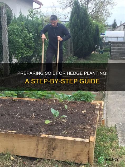 Preparing Soil For Hedge Planting A Step By Step Guide Shuncy