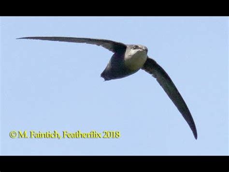 Featherflix Bird Video Of The Week Chimney Swift Migration Youtube