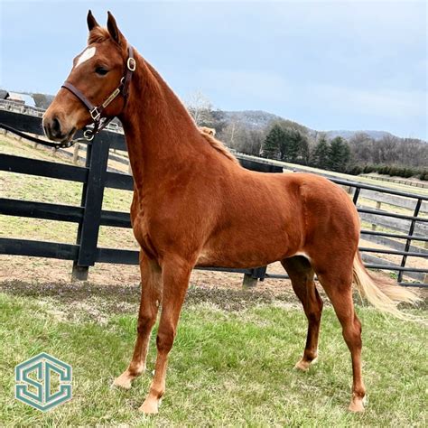 X Miracle Goddess A Two Year Old Mare With An Impeccable Pedigree A Beautiful