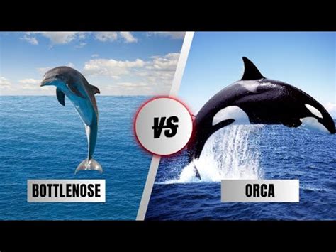 Orca Killer Whale Vs Bottlenose Dolphin Youtube