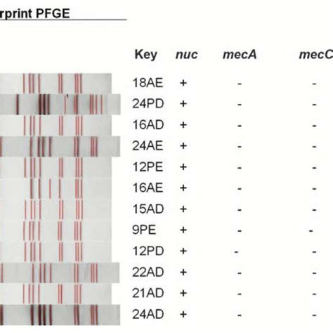 Dendrogram Showing S Aureus Pulsotypes N 12 Obtained By Maldi Tof