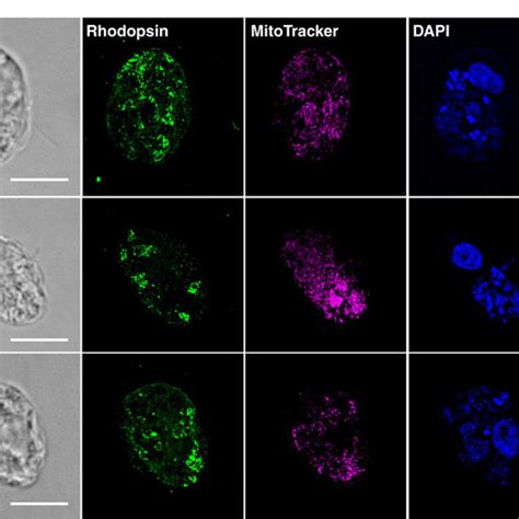Cellular Localization Of Proteorhodopsin In O Marina Cellsa Western