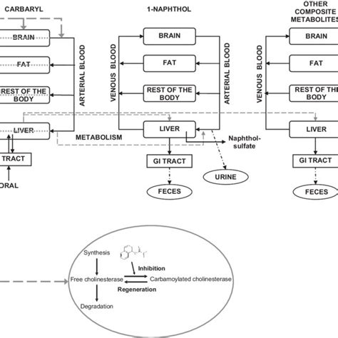 Schematic Representation Of The Pbpkpd Model Structure For Carbaryl Download Scientific