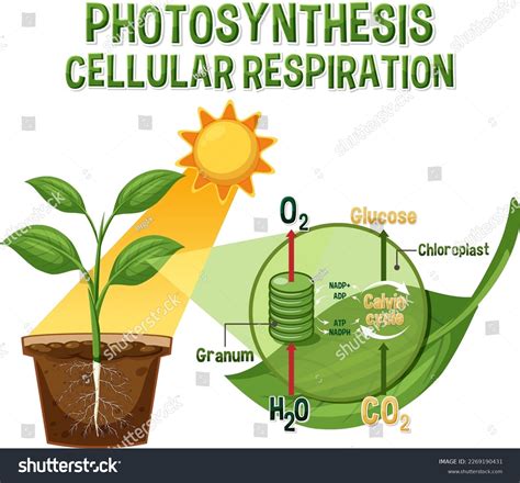 Diagram Photosynthesis Biology Life Science Education Stock Vector
