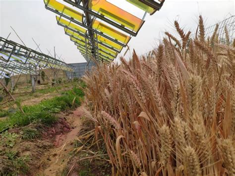 Agrivoltaic System Achieves 99 Efficiency Lcoe Of 0033kwh Pv