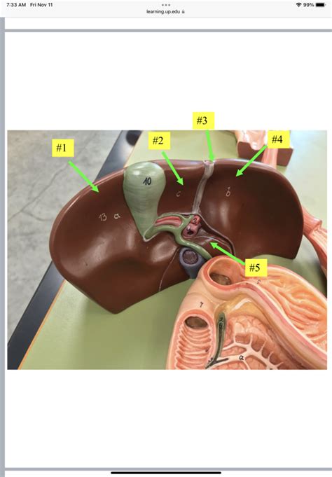 Liver Features 2 Diagram Quizlet